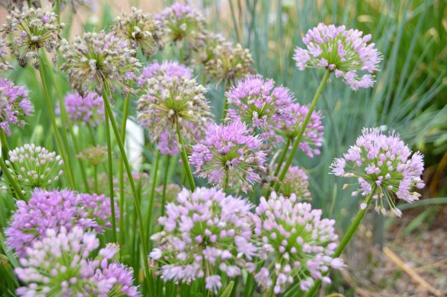 Ornamental Onion | MSD