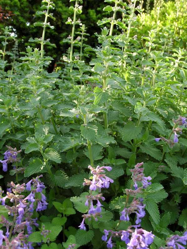 Catmint | MSD