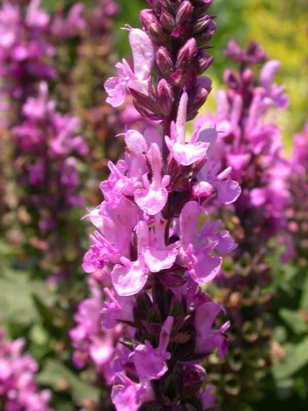 Rose Wine Sage | MSD