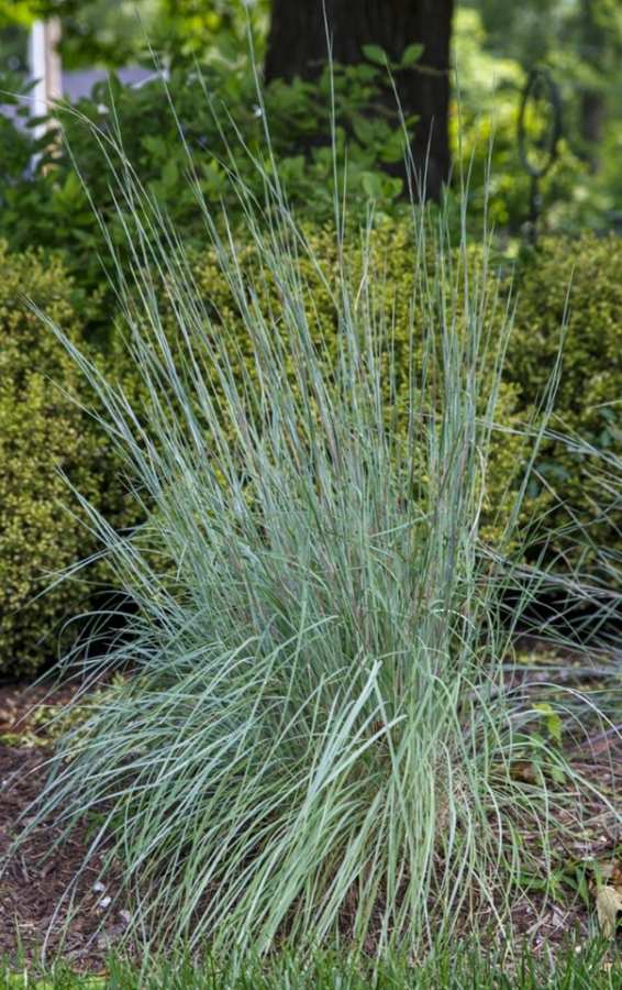 Little Bluestem | MSD