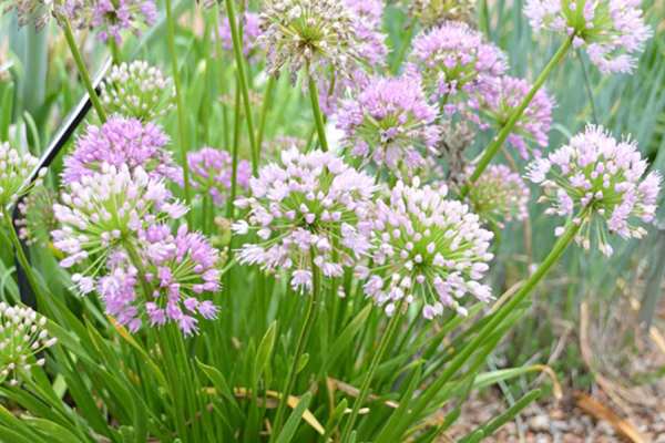 Ornamental Onion | MSD