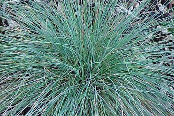 Blue Fescue | MSD