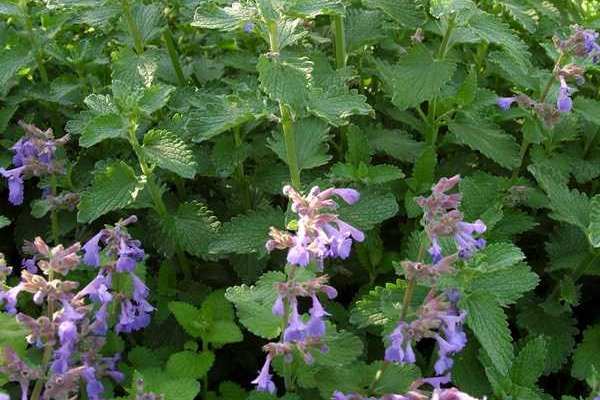 Catmint | MSD