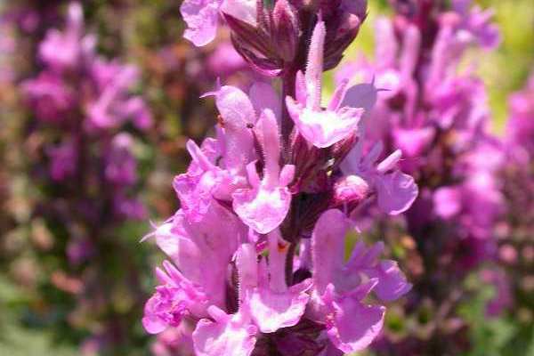 Rose Wine Sage | MSD